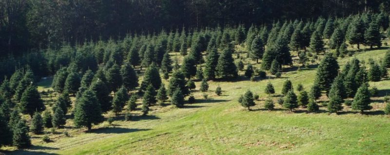 U Cut Christmas Tree Farm Near Portland Oregon * U-Cut Noble Christmas ...