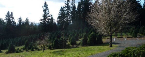 About U-Cut Noble Christmas Tree Farm near Portland Oregon. Hundreds of ...
